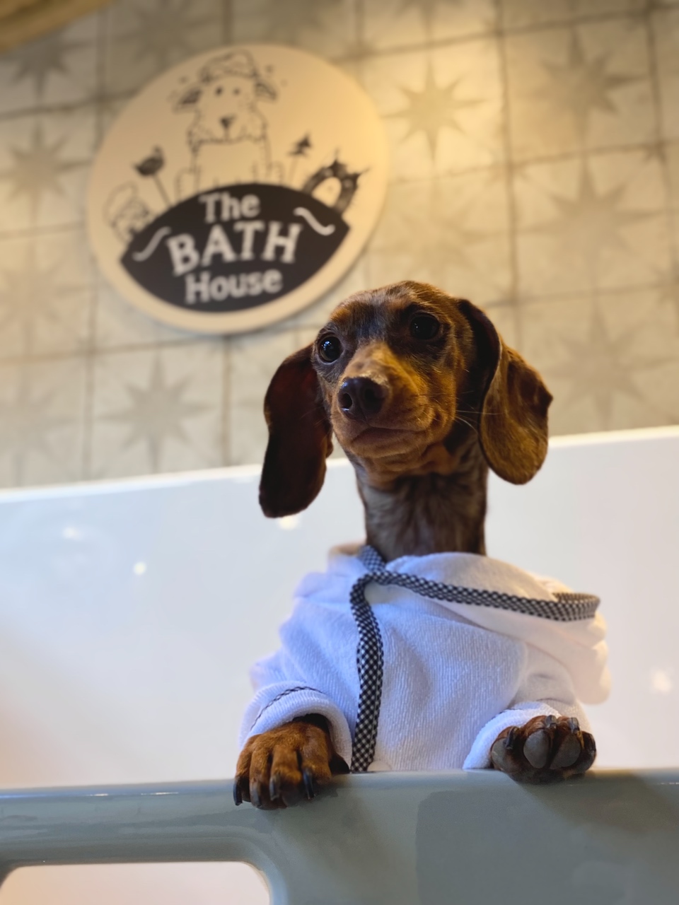 Get Su-paw fresh for Spring - Bath Country Pets
